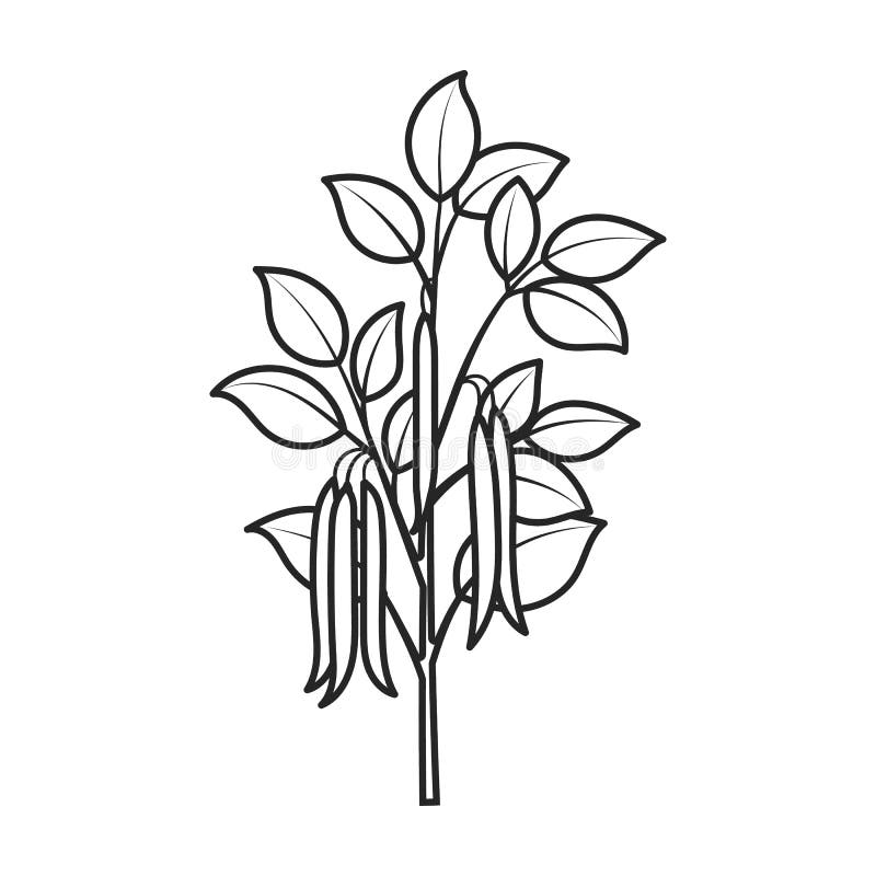 Plant of Bean Vector Icon.Outline Vector Icon Isolated on White ... Plant of Bean Vector Icon.Outline Vector Icon Isolated on White ...