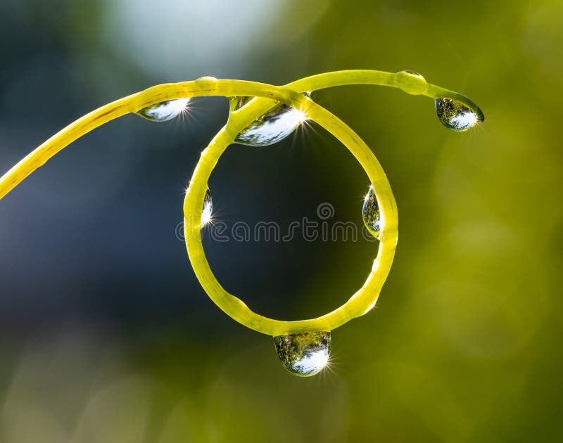 Plant with Beautiful Colored Water Drop after Rain Closeup Stock Image ...