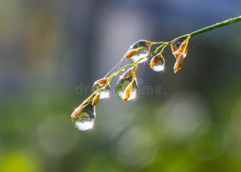 Plant with Beautiful Colored Water Drop after Rain Closeup Stock Photo ...
