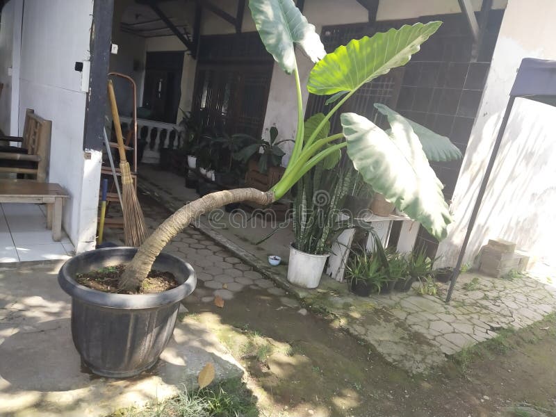 Plant in beautiful growing stock image. Image of lawn - 266380235