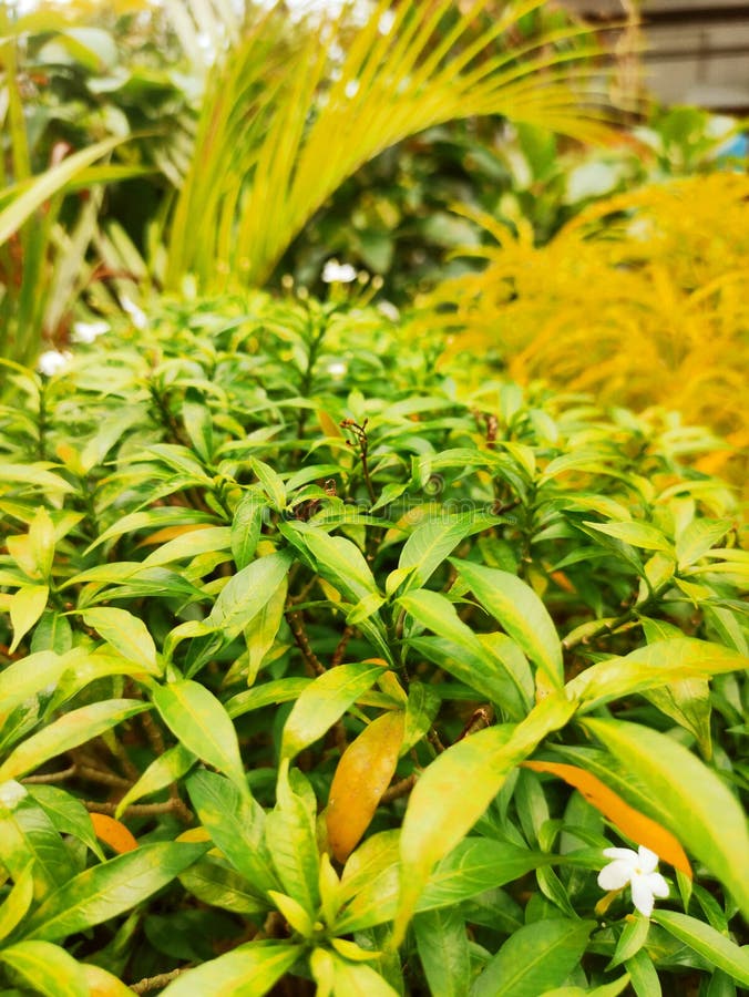 A Plant with Beautiful Small White Flowers Stock Image - Image of ...