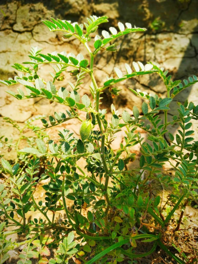 Bengal gram stock image. Image of ingredient, chickpeas - 11050209