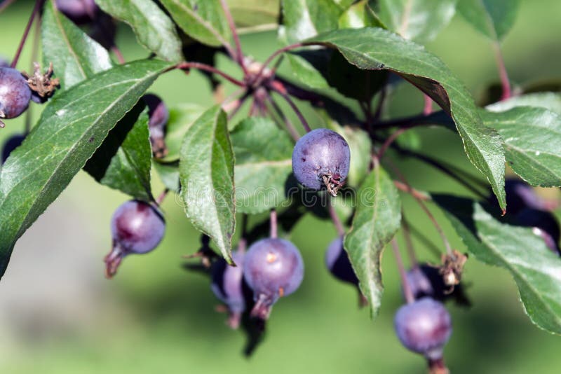 Plant, Berry, Huckleberry, Flora Picture. Image: 121707415