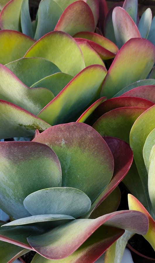 Plant big leaf kalanchoe stock photo. Image of tree - 269502552