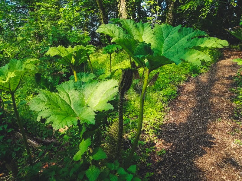 Plant with Big Leaves in a Garden Stock Image - Image of island, beauty ...