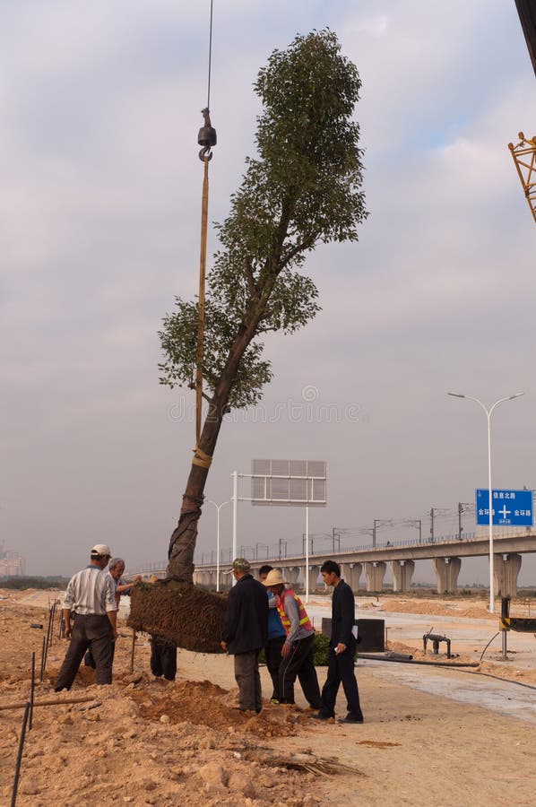 Plant big tree by crane editorial stock photo. Image of green - 28395038
