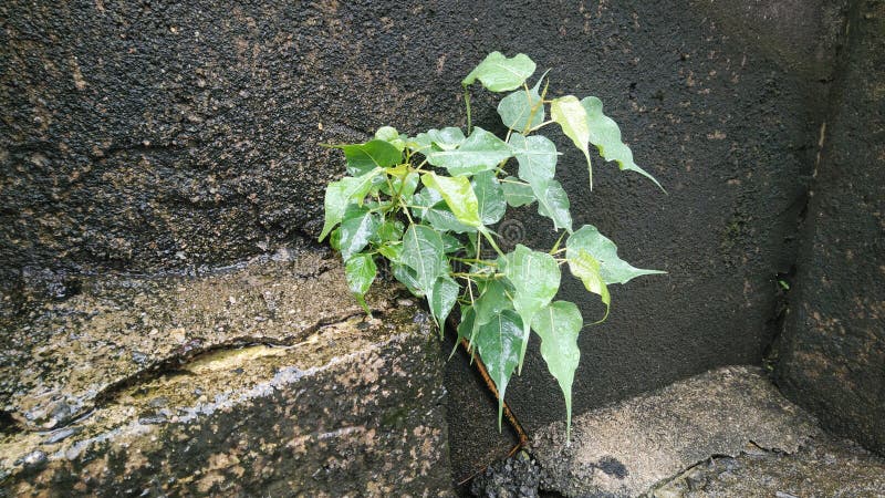 Plant on the bilding stock photo. Image of plant, soil - 257799028