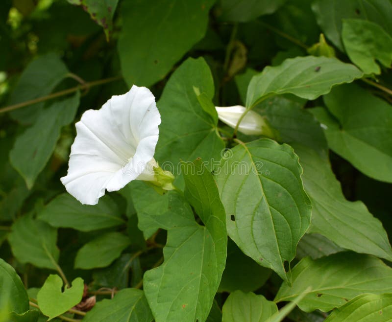 Calystegia Sepium Grows in the Wild Stock Image - Image of green ...