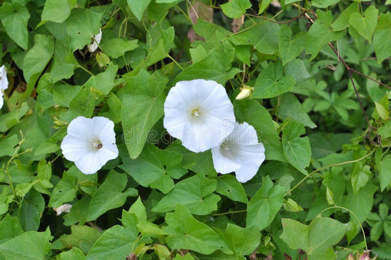 Calystegia Sepium Grows in the Wild Stock Image - Image of floral ...