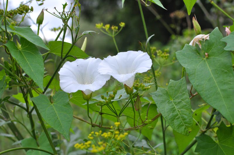 Calystegia Sepium Grows in the Wild Stock Image - Image of green, heart ...