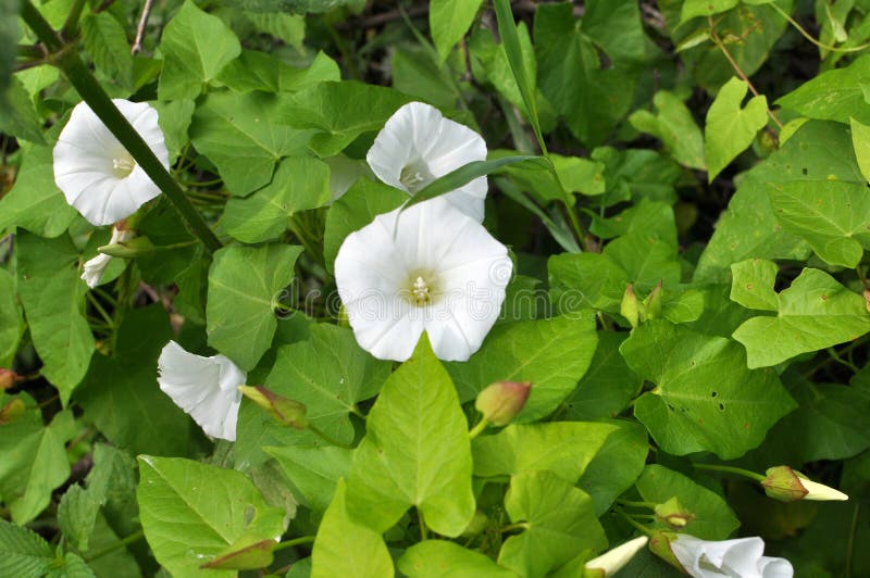 Calystegia Sepium Grows in the Wild Stock Image - Image of health ...