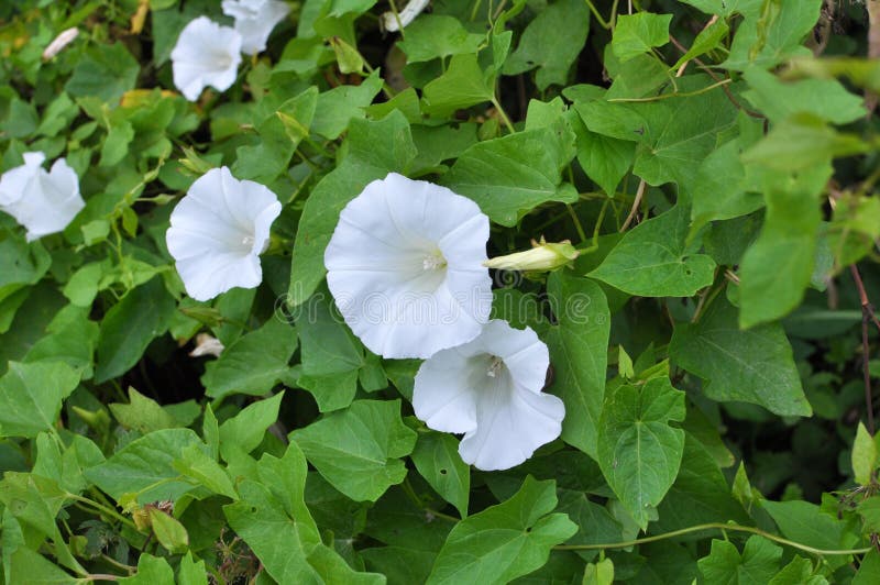 Calystegia Sepium Grows in the Wild Stock Photo - Image of heart ...