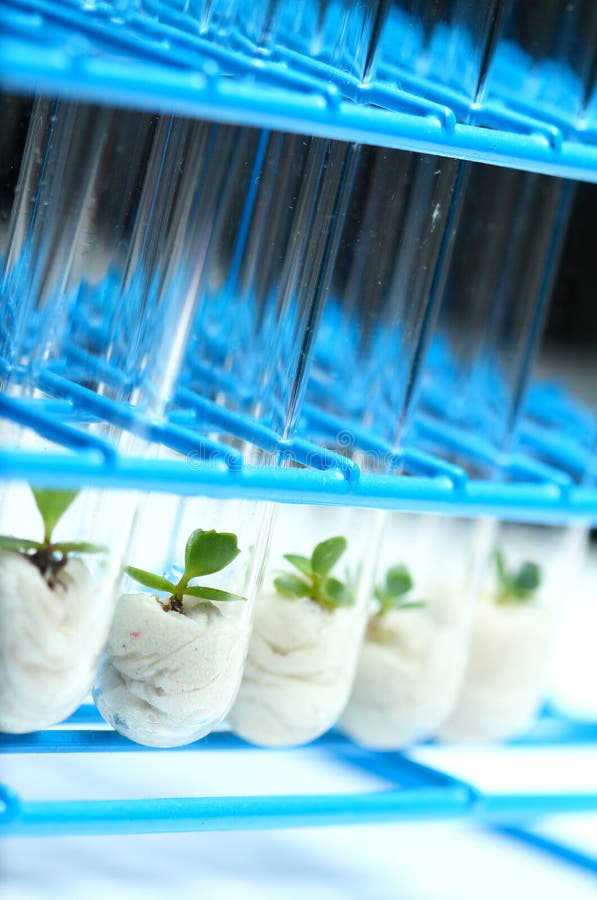 Plant Biotechnology Series 3 Stock Photo - Image of biotech ...