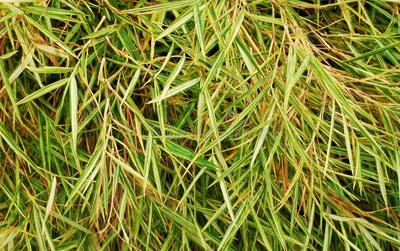 Plant bladeren stock foto. Image of milieu, botanisch - 24542178