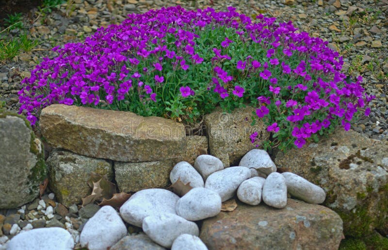 Plant Blooming with Small Violet Flowers on Stone Wall Stock Photo ...