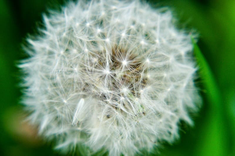 Plant Blowing in the Wind stock photo. Image of early - 59843892