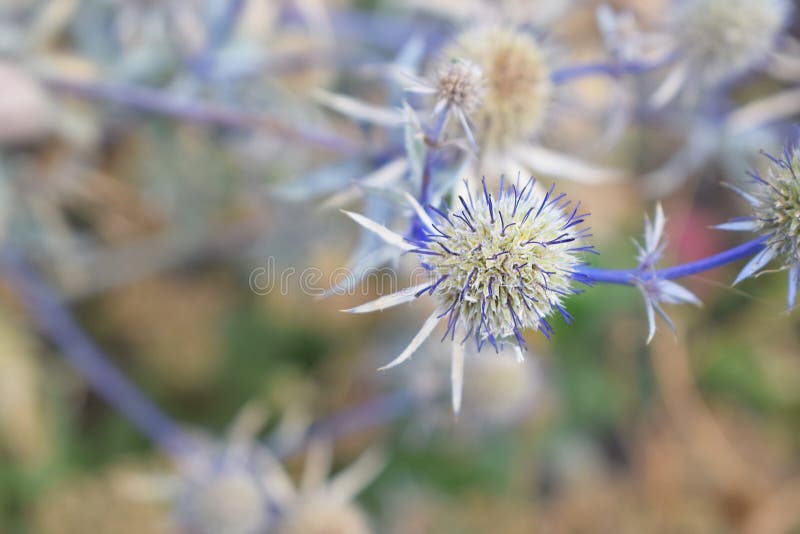 Plant with a Blue Stem and Spherical Flowers Close-up Stock Photo ...
