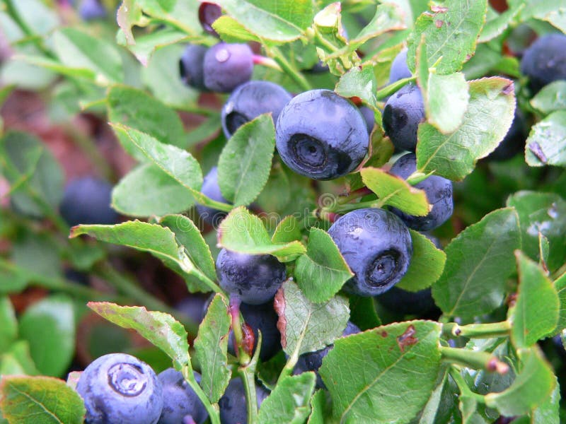 Plant, Blueberry, Berry, Huckleberry Picture. Image: 102706948