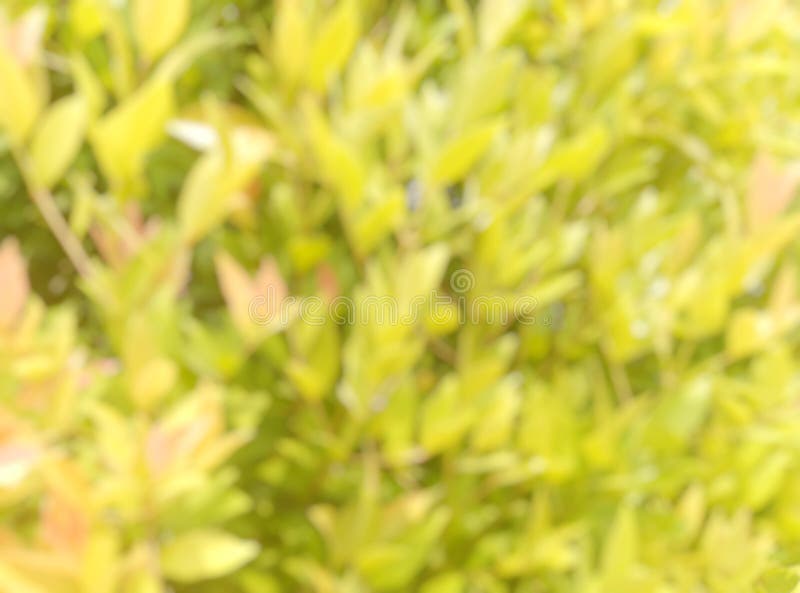 Plant Blur Lens Background with Dense Green Leaves Stock Photo - Image ...
