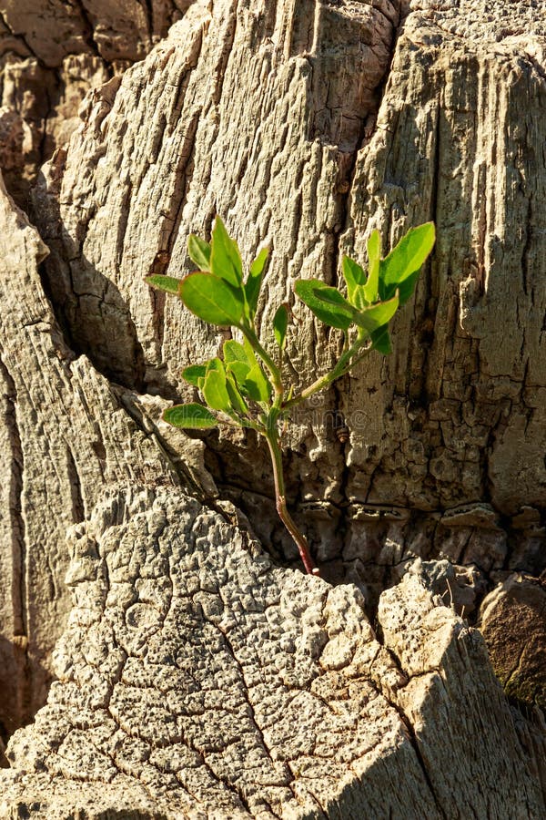 Plant born. stock photo. Image of green, born, life, environment - 82327302