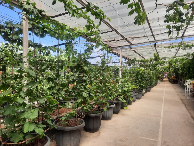 Plant Botani Glass House Semarang Stock Photo - Image of botani, glass ...