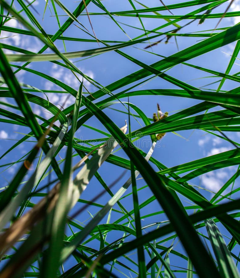 Plant Bottom To Up View: Green Reed Leafs Under Blue Sky Stock Image ...
