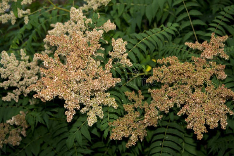 Plant, Branch, Tree, Twig Picture. Image: 132949252
