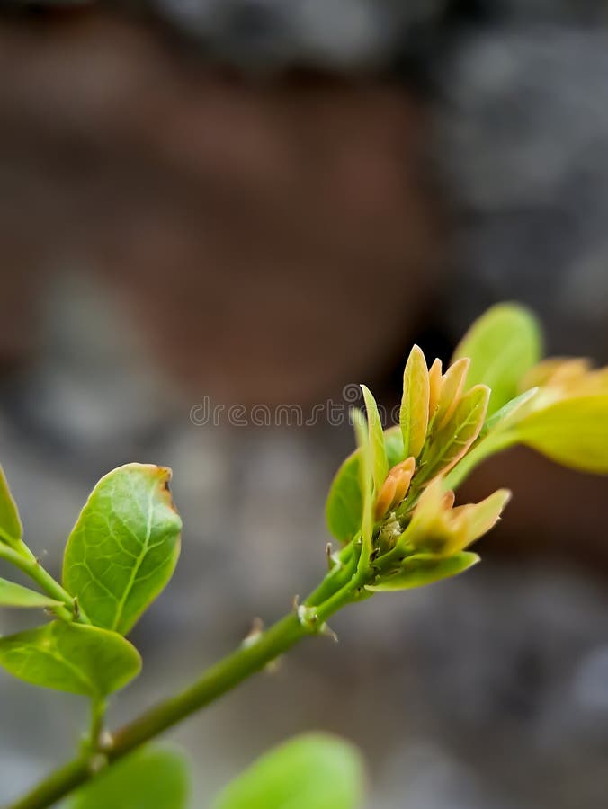 Plant Branch with Emerging Leaves. the Leaves are Green with Reddish ...