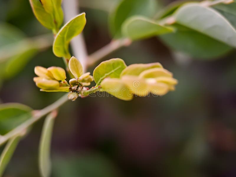 Plant Branch with Emerging Leaves. the Leaves are Green with Reddish ...