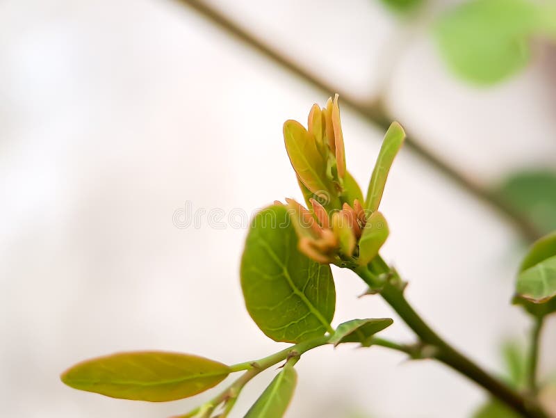 Plant Branch with Emerging Leaves. the Leaves are Green with Reddish ...