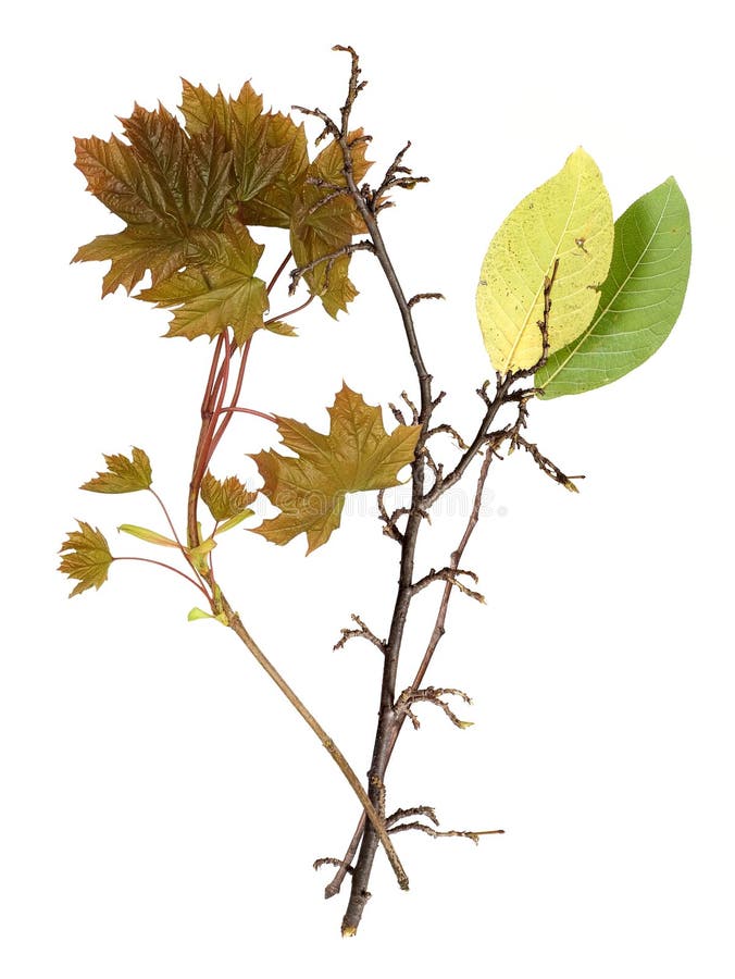 Plant Branch without Leaves Isolated on White Background Stock Image ...