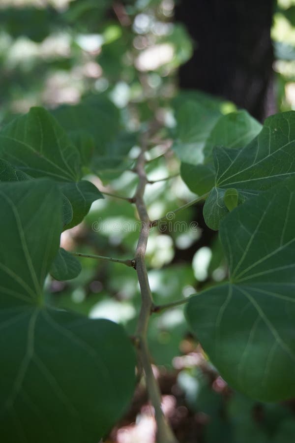 Plant Branch with Leaves Growing Symmetrically on Both Sides of the ...