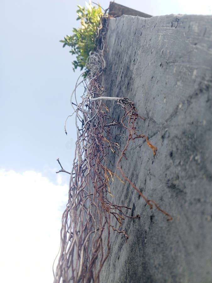 Plant Branches that Branch Out on the Wall Stock Image - Image of ...