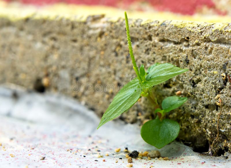 Hope stock image. Image of life, tidepool, resilient, thrive - 533685