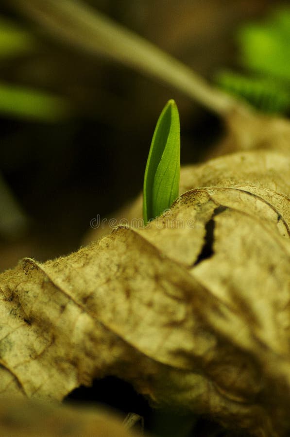 4,895 Plant Breaking Stock Photos - Free & Royalty-Free Stock Photos ...