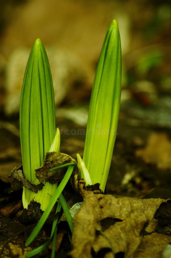 Plant Breaking through Old Leaf Stock Photo - Image of yellow, leaf ...