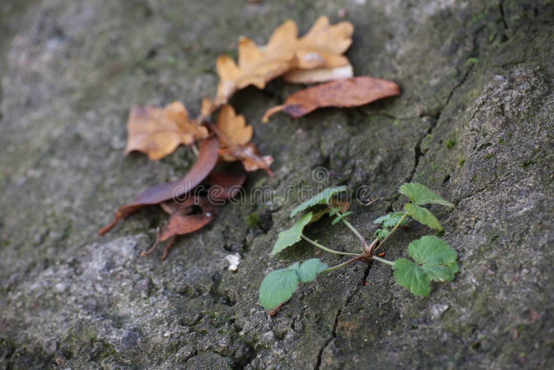 Plant Breaking through Rock Stock Photo - Image of outdoors, horizontal ...