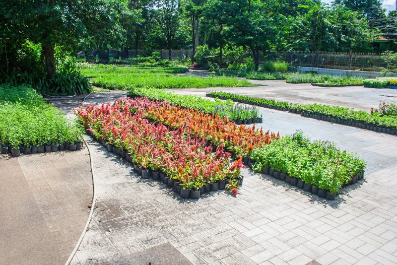 Plant Breeding stock photo. Image of asphalt, green, garden - 46792426