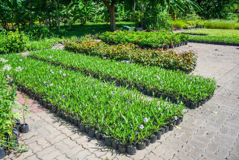 Plant Breeding stock photo. Image of nature, grass, plantation - 46792998