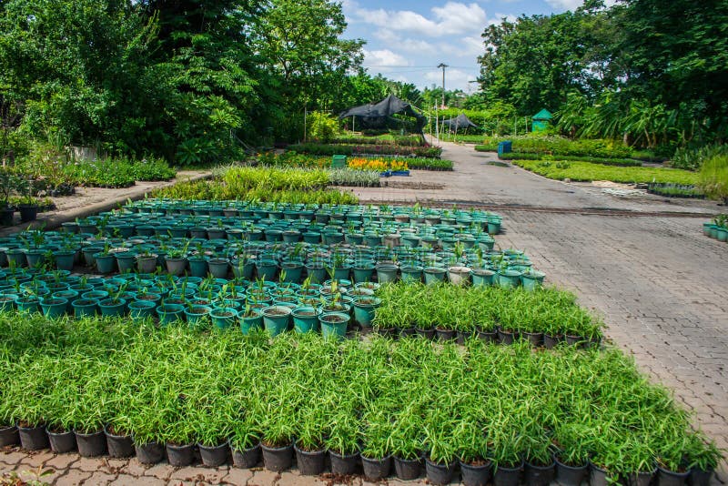 Plant Breeding stock image. Image of seed, plant, field - 46793441