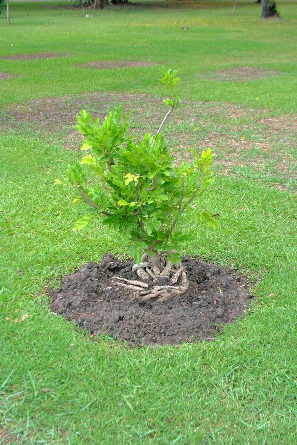 Plant Breeding stock photo. Image of seed, green, grass - 46793972