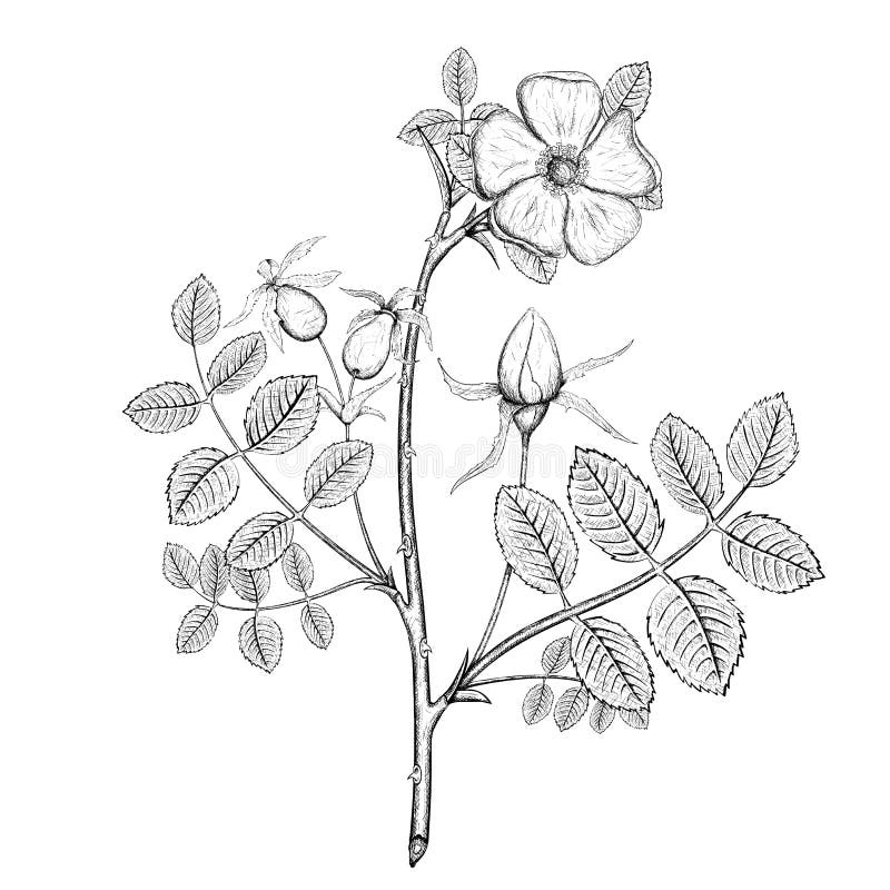 Briar Plant Fruit Vector Illustration Stock Vector - Illustration of ...