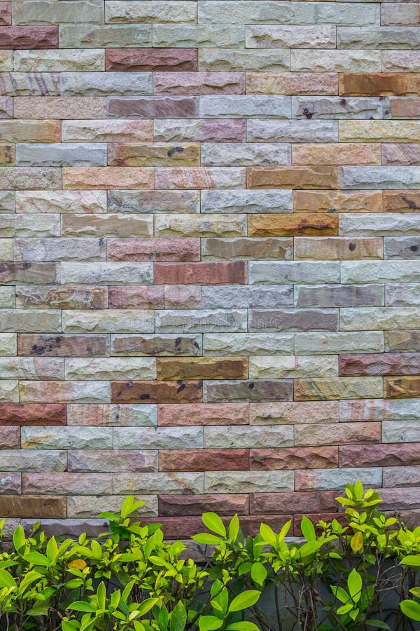 Plant and brick wall stock image. Image of facing, foliage - 56288673