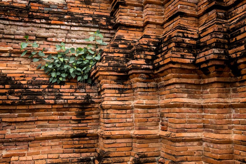 Plant on brick wall stock image. Image of color, aged - 108580383