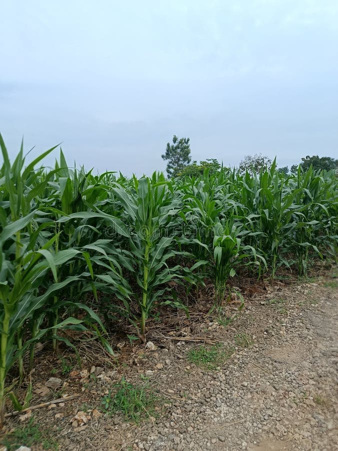 Plant bright green corn stock image. Image of garden - 391967173