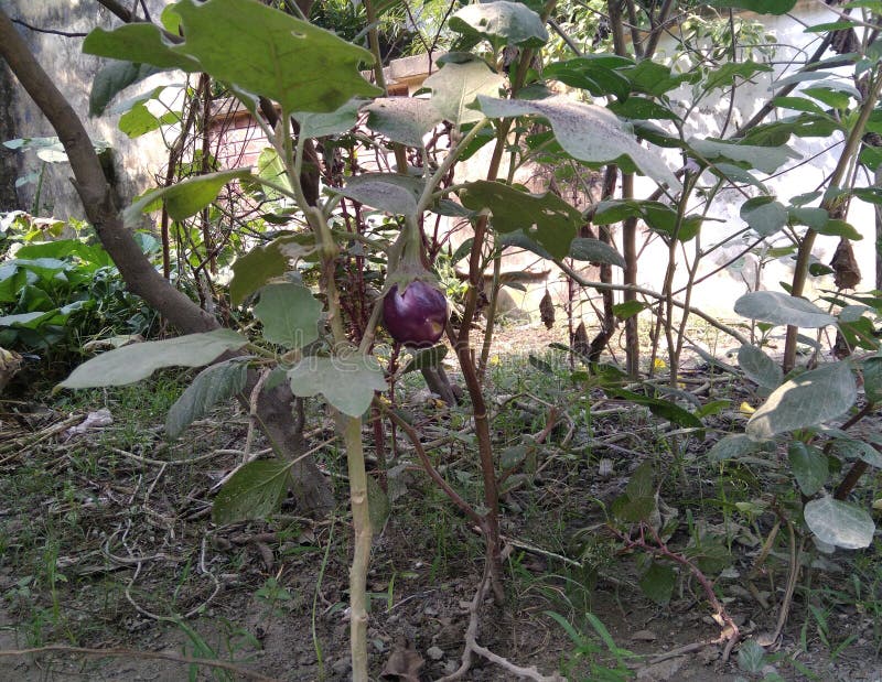 Bringle Plant Stock Photos - Free & Royalty-Free Stock Photos from ...