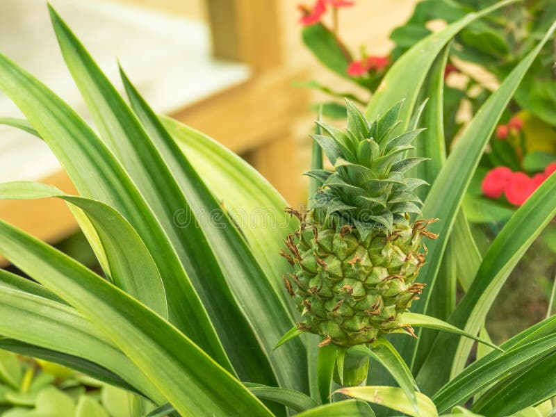 Plant Bromelia Pineapple Ananus Comosus Champaca Stock Image - Image of ...