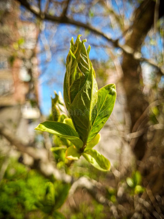 Plant Bud. Spring. Start of a New Life Stock Image - Image of petal ...