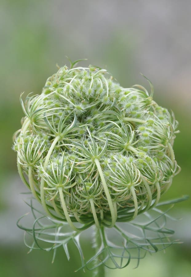 Plant bud stock image. Image of botanical, autumn, bloom - 40154011