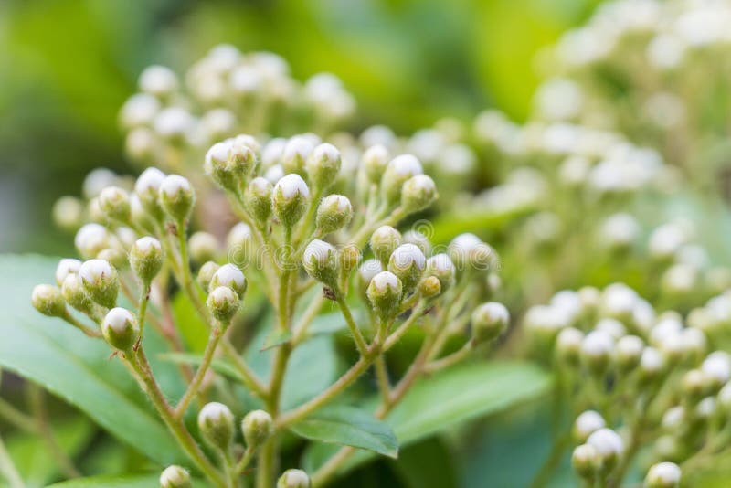 Plant buds outdoor stock image. Image of macro, green - 91878333